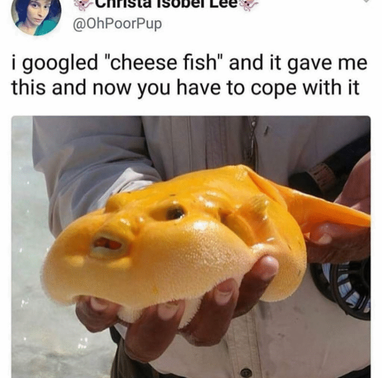 25 Fish Memes That Are the Catch of the Day - Animals