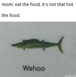 25 Fish Memes That Are the Catch of the Day - Animals