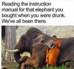 24 Elephant Memes for a Mammoth Laugh on World Elephant Day - Animals