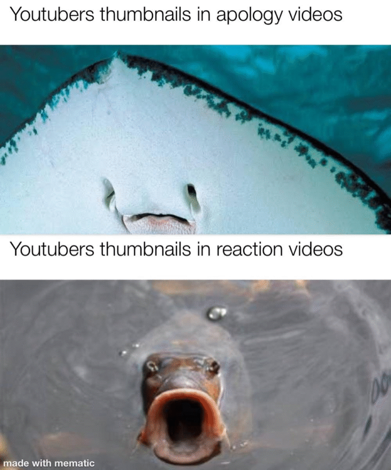 25 Fish Memes That Are the Catch of the Day - Animals