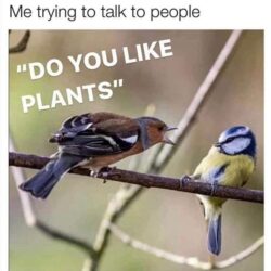 20 Plant Memes That Will Leaf You Laughing - Funny