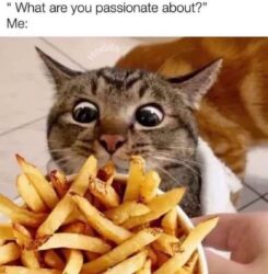 25 Happy Caturday Memes That Will Have You Feline Fantastic - Animals
