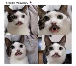 20 Cute Cat Memes That Will Make You Say 'Aww - Animals