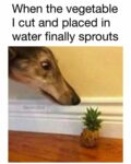 20 Plant Memes That Will Leaf You Laughing - Funny
