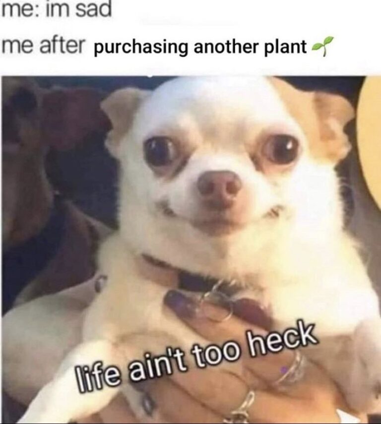 20 Plant Memes That Will Leaf You Laughing - Funny