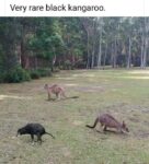 20 Kangaroo Memes That Are Hopping Mad Fun for World Kangaroo Day - Animals