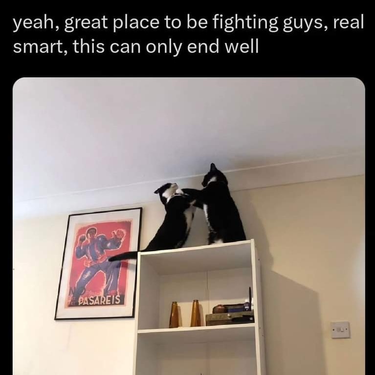 20 Crazy Cat Memes That Will Take Your Breath Away (From Laughing ...