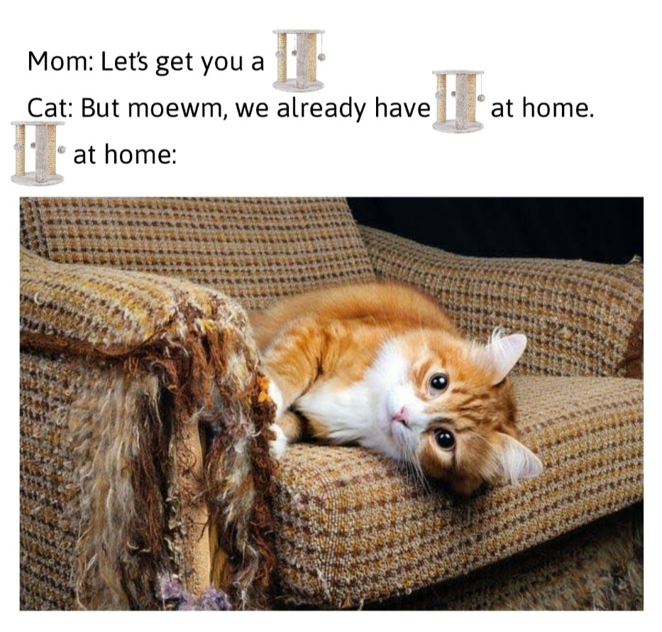 20 Crazy Cat Memes That Will Take Your Breath Away (From Laughing ...