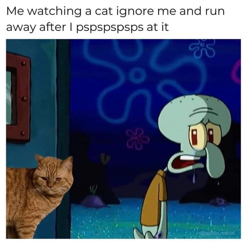 20 Crazy Cat Memes That Will Take Your Breath Away (From Laughing ...