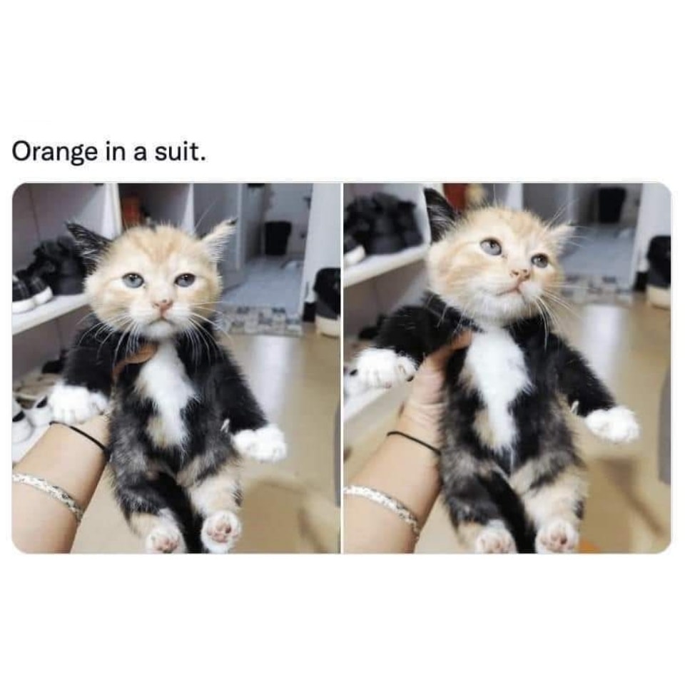 20 Crazy Cat Memes That Will Take Your Breath Away (From Laughing ...