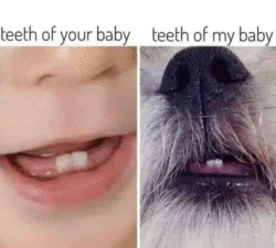 35 Dog Memes That Will Have You Howling With Laughter - Animals