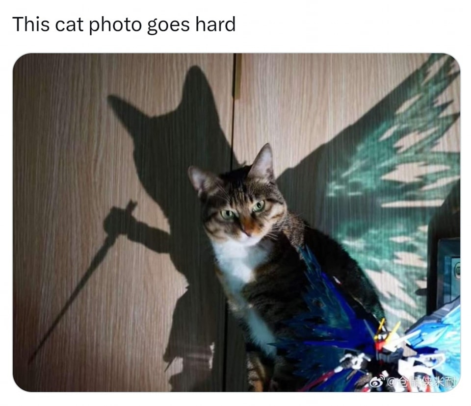 20 Crazy Cat Memes That Will Take Your Breath Away (From Laughing ...