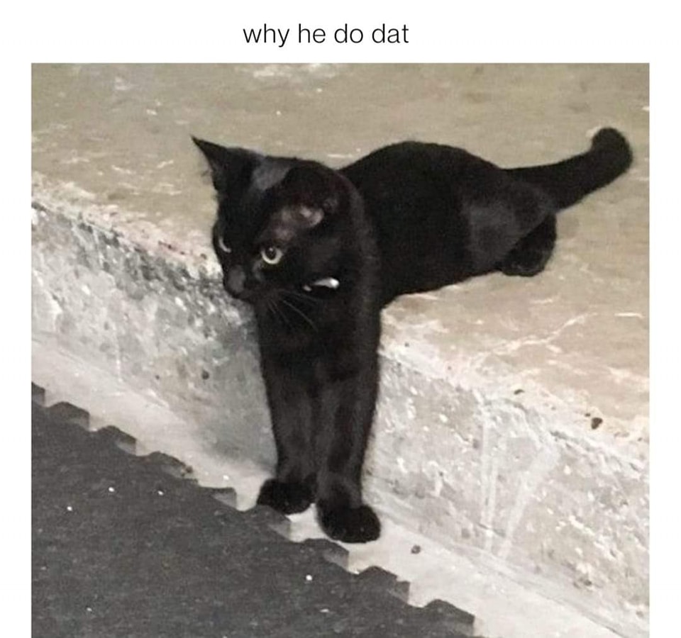 20 Crazy Cat Memes That Will Take Your Breath Away (From Laughing ...