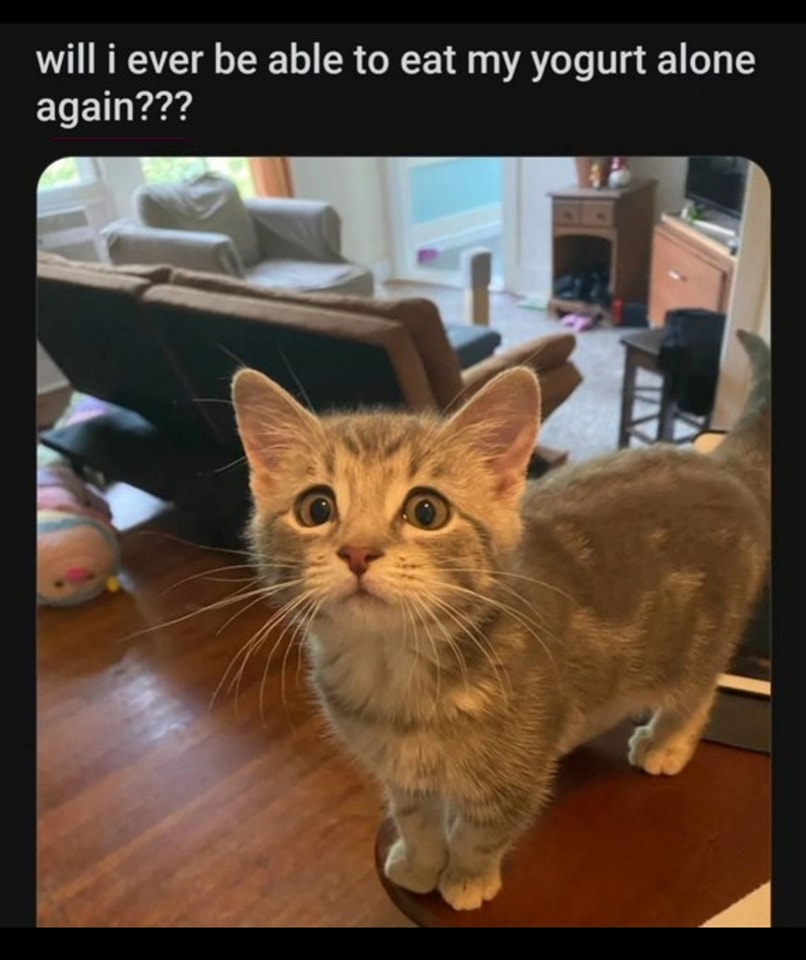 20 Crazy Cat Memes That Will Take Your Breath Away (From Laughing ...