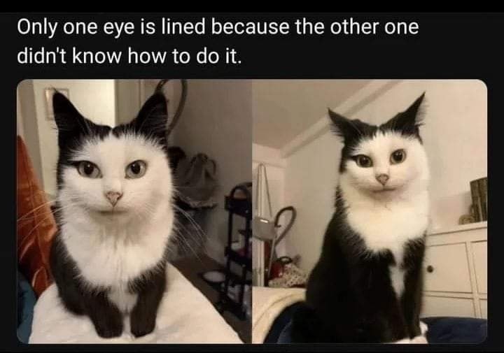 20 Crazy Cat Memes That Will Take Your Breath Away (From Laughing ...