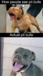 25 Pit Bull Memes for a Dose of Canine Comedy - Animals