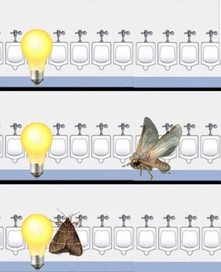 24 Moth Memes That Are Simply Drawn to the Light (And You’ll Be Too ...