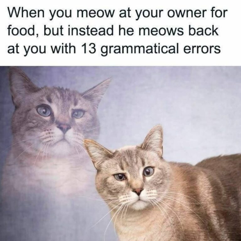 20 Foolish Cat Memes That Are Purrfectly Dumb and Proud of It - Animals