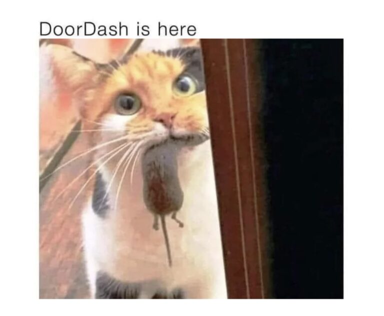 20 Cat Memes That Are Just Good Vibes Only - Funny