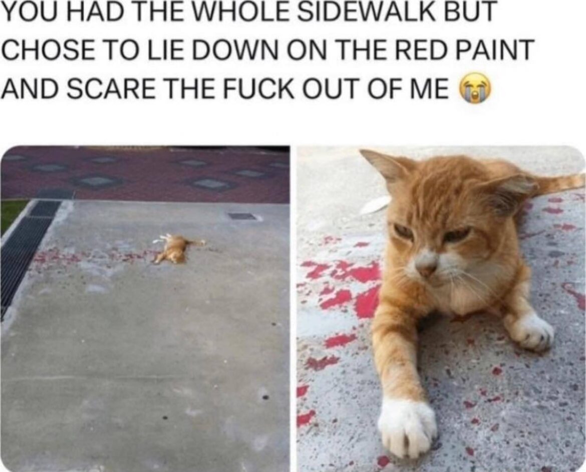 20 Sassy Cat Memes That Prove Cats Have Zero Chill - Funny