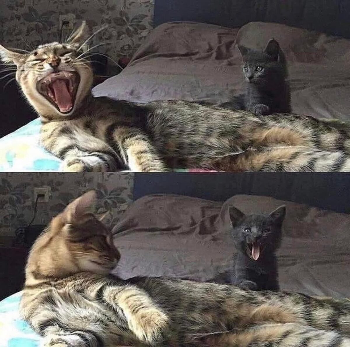 20 Cat Memes That Are Just Good Vibes Only - Funny