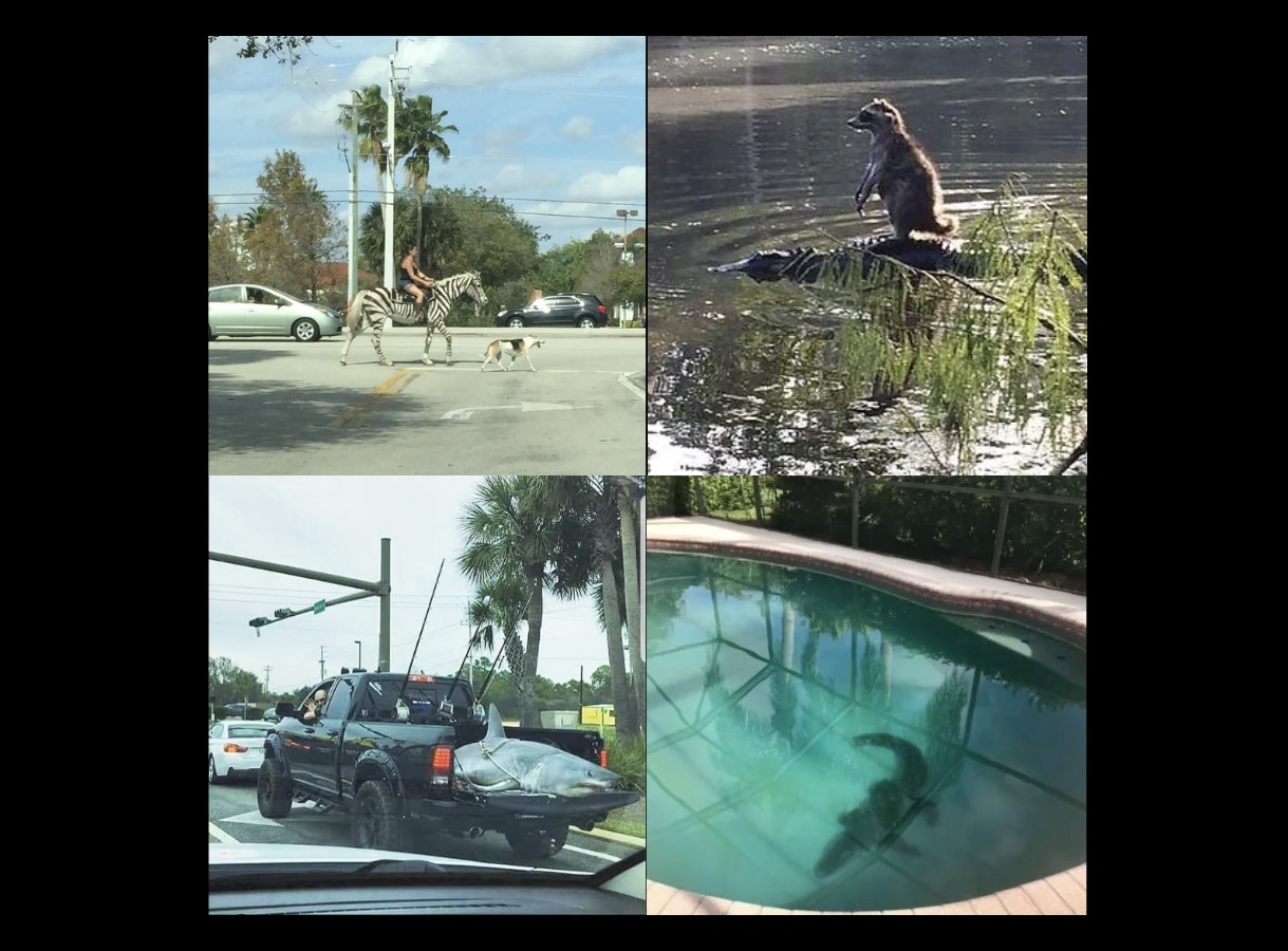 21 Times Florida Proved It’s the Most Unhinged Place on Earth - Funny