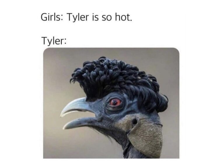 20 Funny Animal Memes That Are More Entertaining Than a Night at the ...