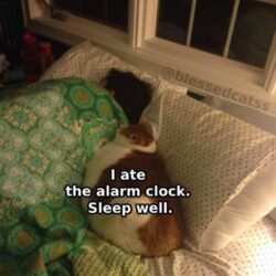 25 Uplifting Animal Memes That’ll Make Your Monday Feel Like a Friday ...