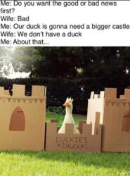 25 Uplifting Animal Memes That’ll Make Your Monday Feel Like a Friday ...