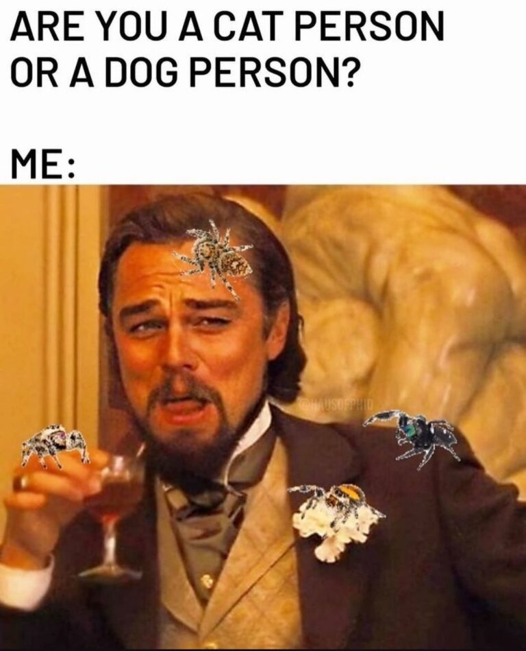 20 Spider Memes That Are Web-Solutely Hilarious - Funny