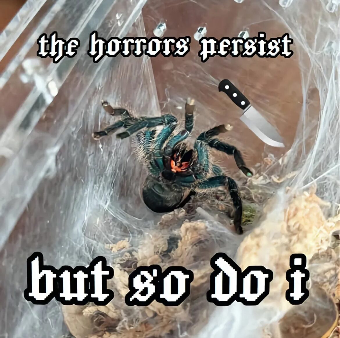 20 Spider Memes That Are Web-Solutely Hilarious - Funny