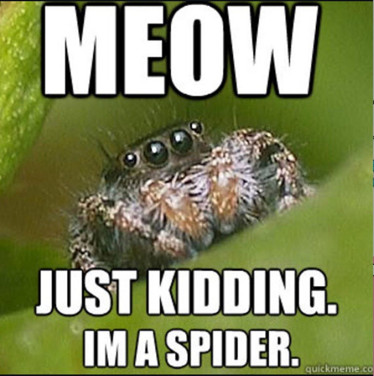 20 Spider Memes That Are Web-Solutely Hilarious - Funny