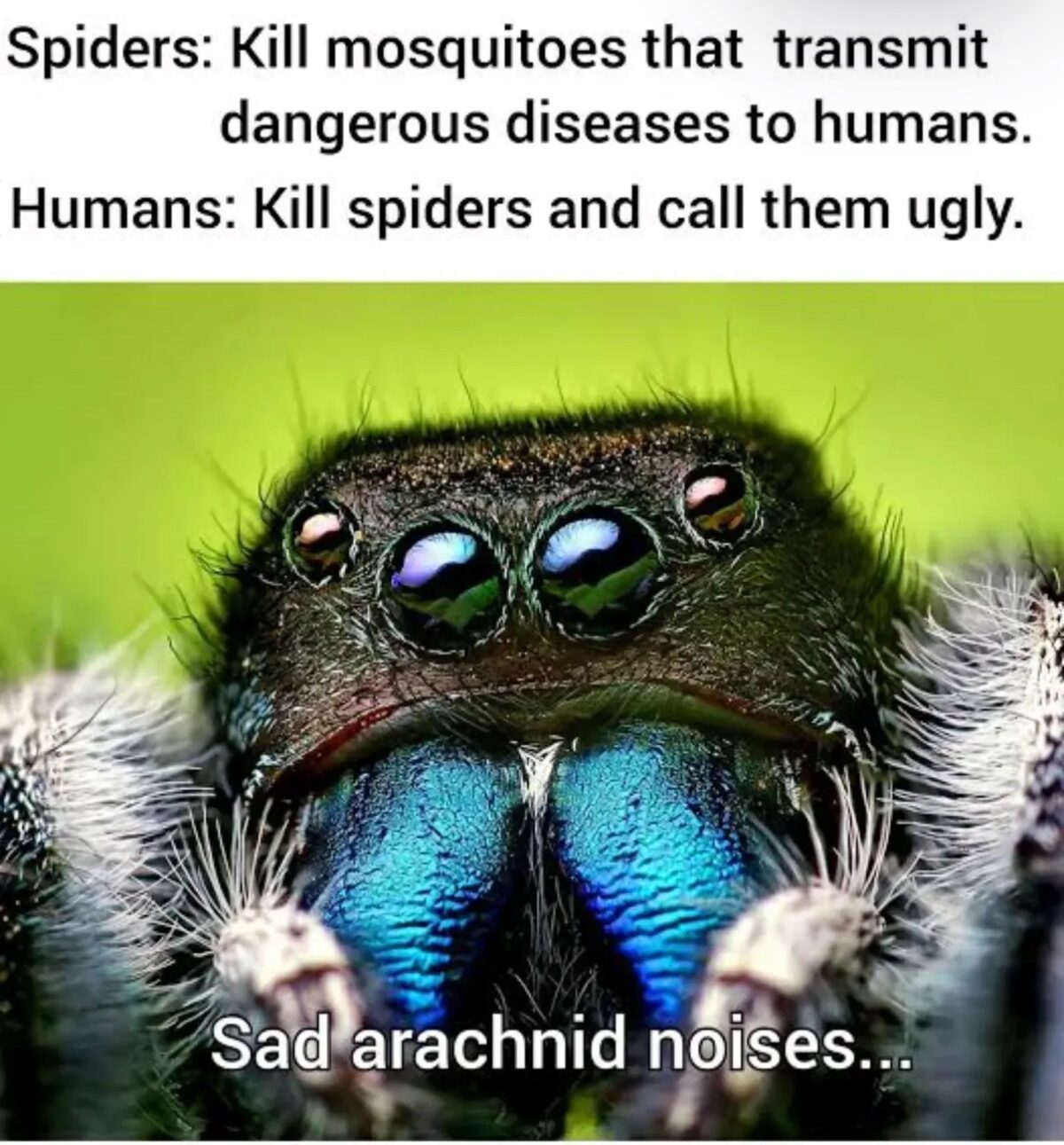 20 Spider Memes That Are Web-Solutely Hilarious - Funny
