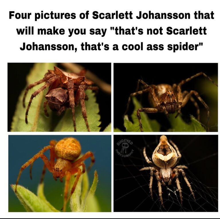 20 Spider Memes That Are Web-Solutely Hilarious - Funny