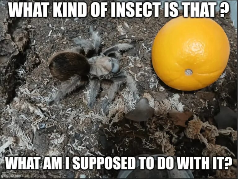 20 Spider Memes That Are Web-Solutely Hilarious - Funny