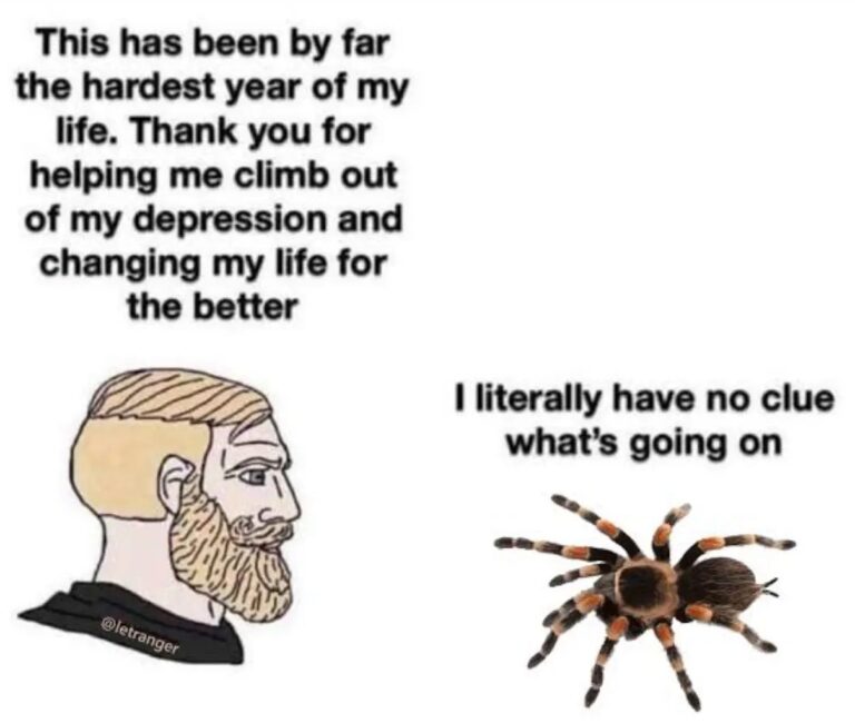 20 Spider Memes That Are Web-Solutely Hilarious - Funny