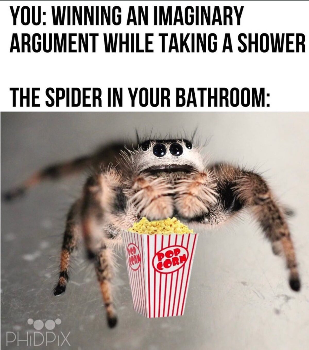 20 Spider Memes That Are Web-Solutely Hilarious - Funny