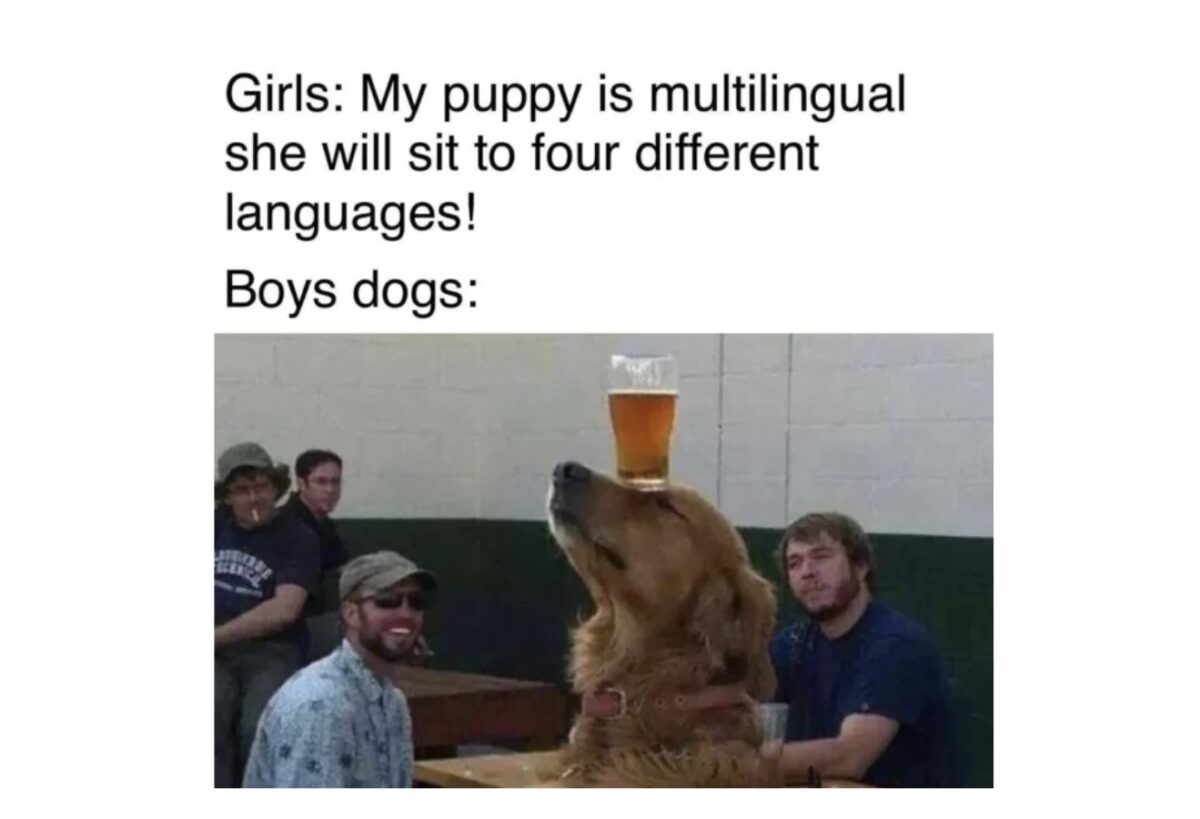 20 Paw-some Dog Memes That Are Fetching Hilarious - Animals