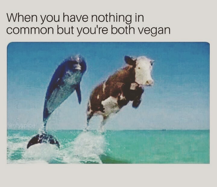 22 Dolphin Memes to Overthrow Seriousness on World Dolphin Day - Funny