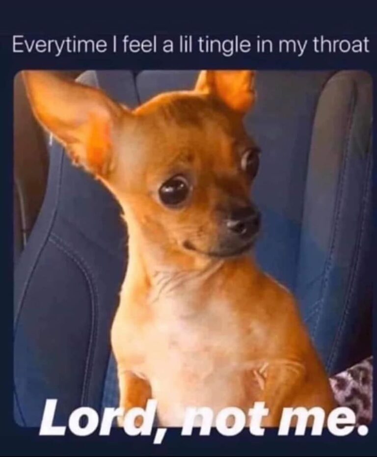 20 Lovable Dog Memes That Feel Like a Warm Hug in Meme Form - Animals